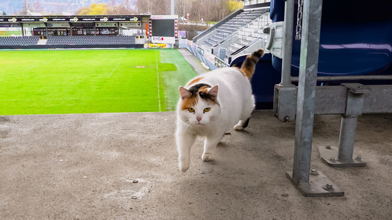 Süß! Katze lebt in einem Bundesliga-Stadion